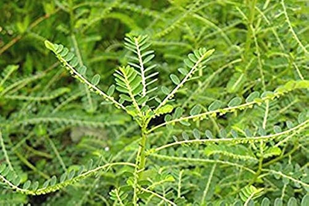 Organic Bhumi Amla/Phyllanthus amarus Leaves – GreenDNA® India