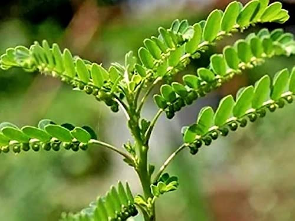 Organic Bhumi Amla/Phyllanthus amarus Leaves – GreenDNA® India