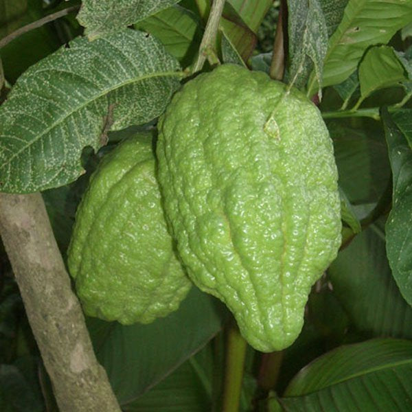 Organic Vadukapuli Lime /Ganapathi Naranga – GreenDNA® India