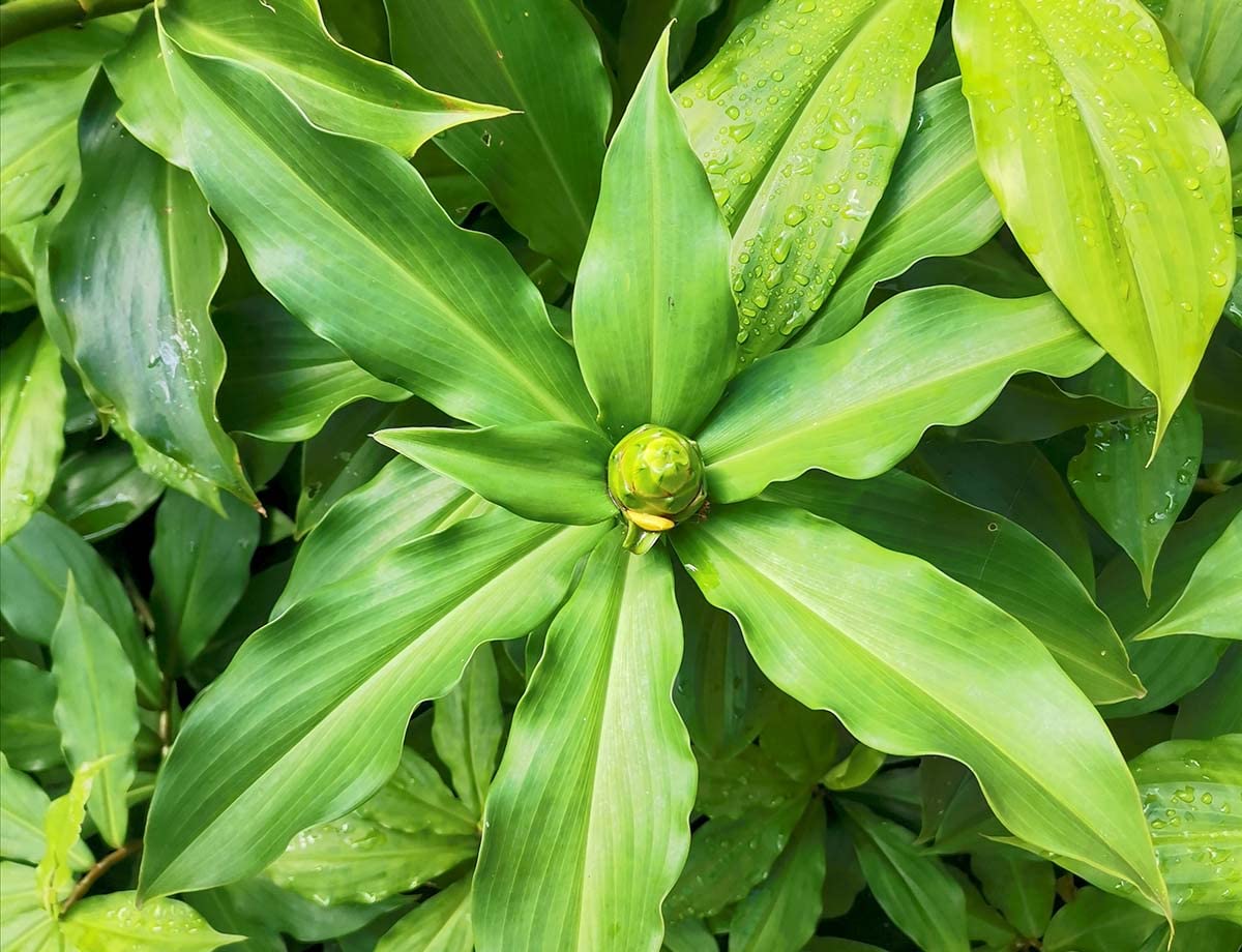Insulin Herbal Ayurvedic Medicinal Plant – GreenDNA® India
