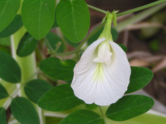 Organic Shanku Pushpam/Aparajitha -Butterfly Pea Flower White ...