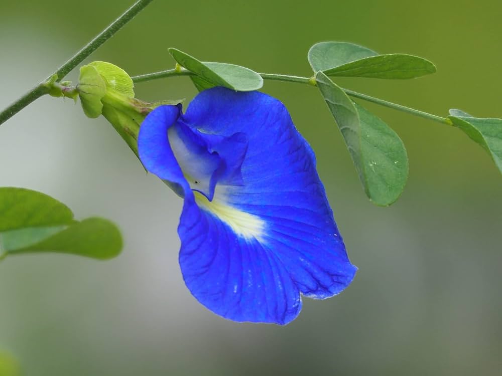 Organic Shanku Pushpam/Aparajitha -Butterfly Pea Flower Blue – GreenDNA ...