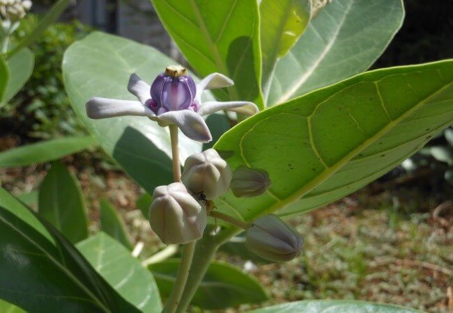 Organic Aak leaves – GreenDNA® India