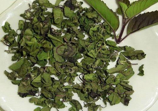 Organic Holly Basil Dry – GreenDNA® India