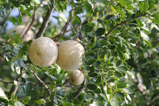 Organic Wood Apple – GreenDNA® India