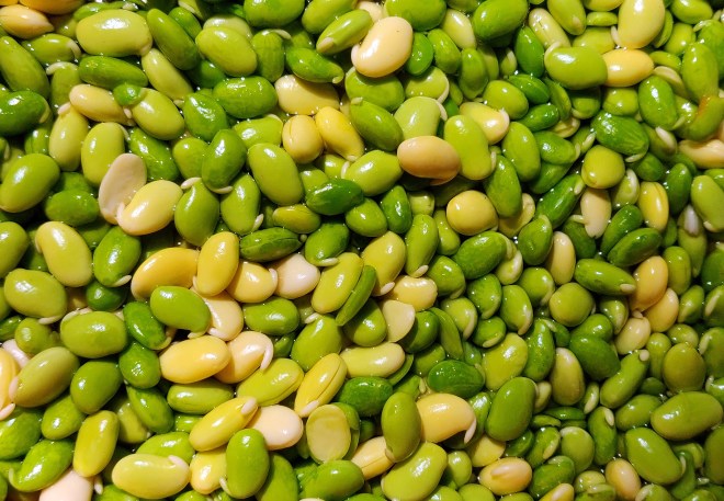 Organic Avarekai (Broad bean) – GreenDNA® India