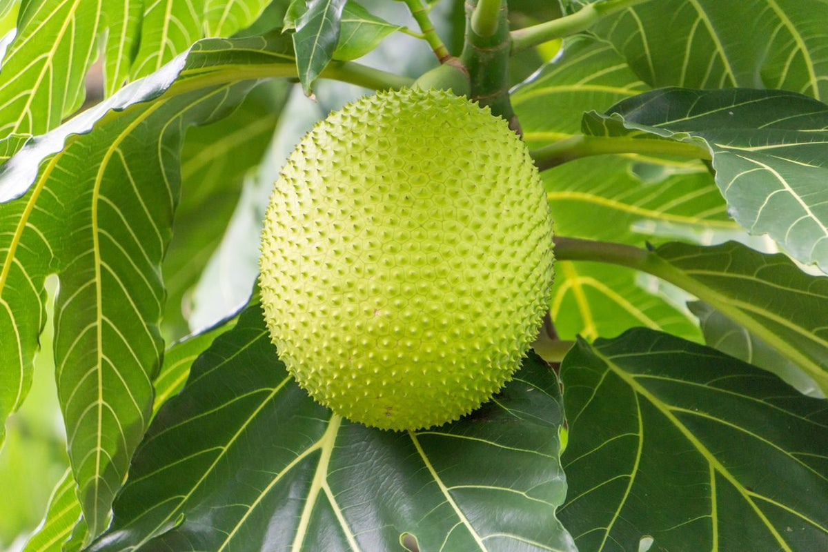 Organic Bread Fruit – GreenDNA® India