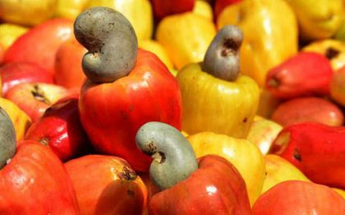 Organic Cashew Raw Fresh – GreenDNA® India