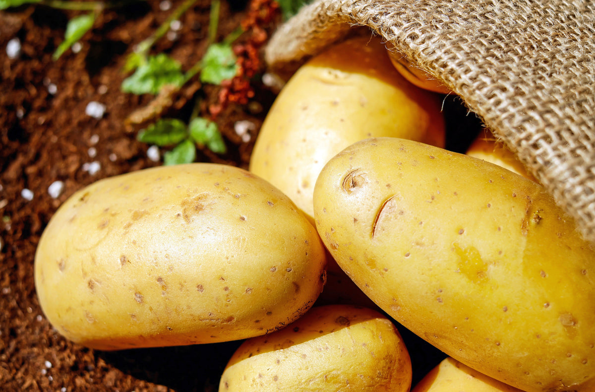 Organic Potato-Offer – GreenDNA® India