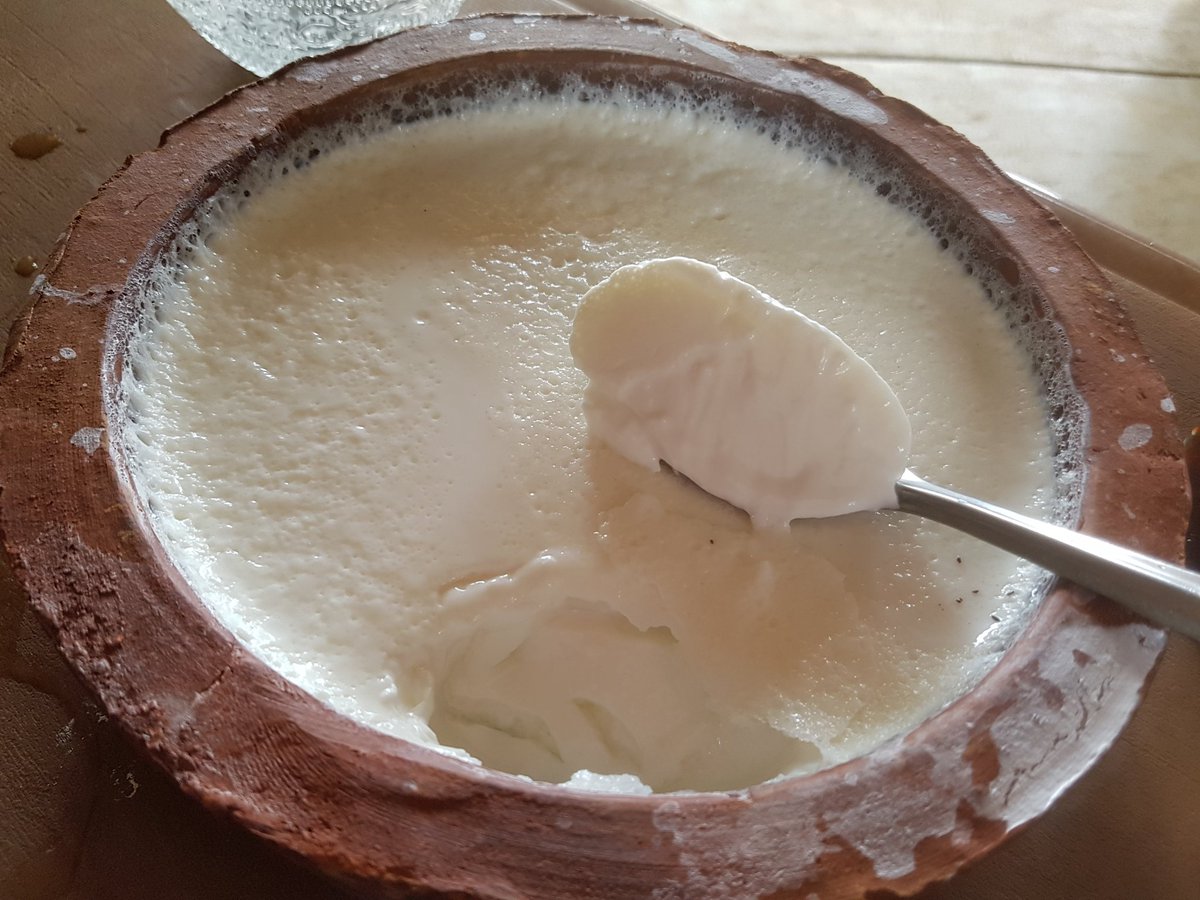 Organic Curd from A2 Milk – GreenDNA® India