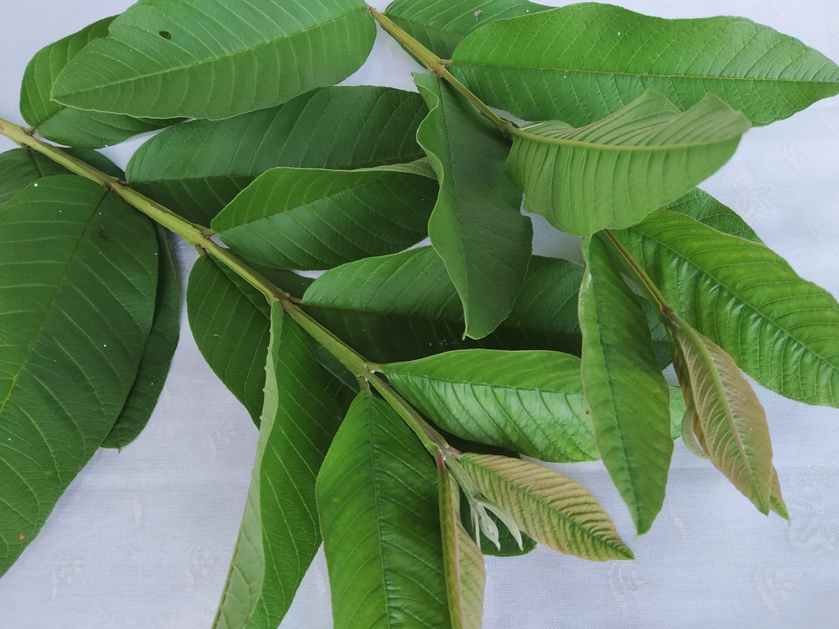 Organic Fresh Guava leaves – GreenDNA® India