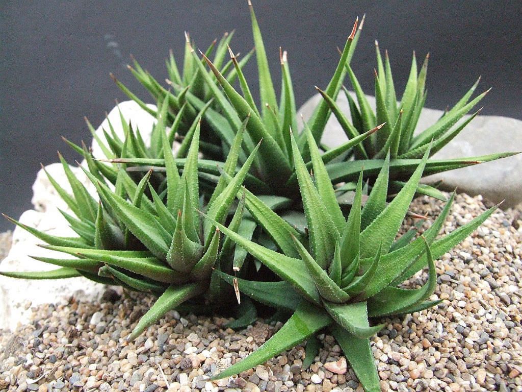 Haworthia Glabarta – GreenDNA® India