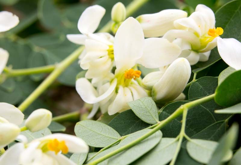 Organic Moringa Flowers – GreenDNA® India