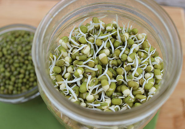Organic Moong Sprouts – GreenDNA® India