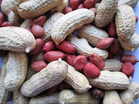 Organic Groundnut with shell (Red) – GreenDNA® India