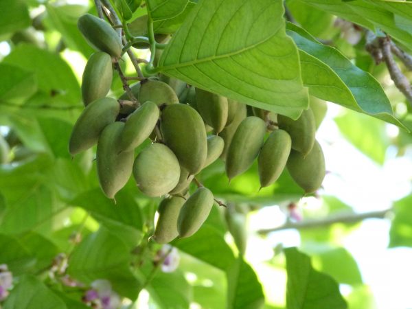 Organic Fresh Pongamia Seeds – GreenDNA® India