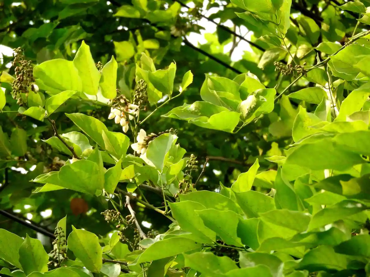 Organic Fresh Pongamia Leaves – GreenDNA® India