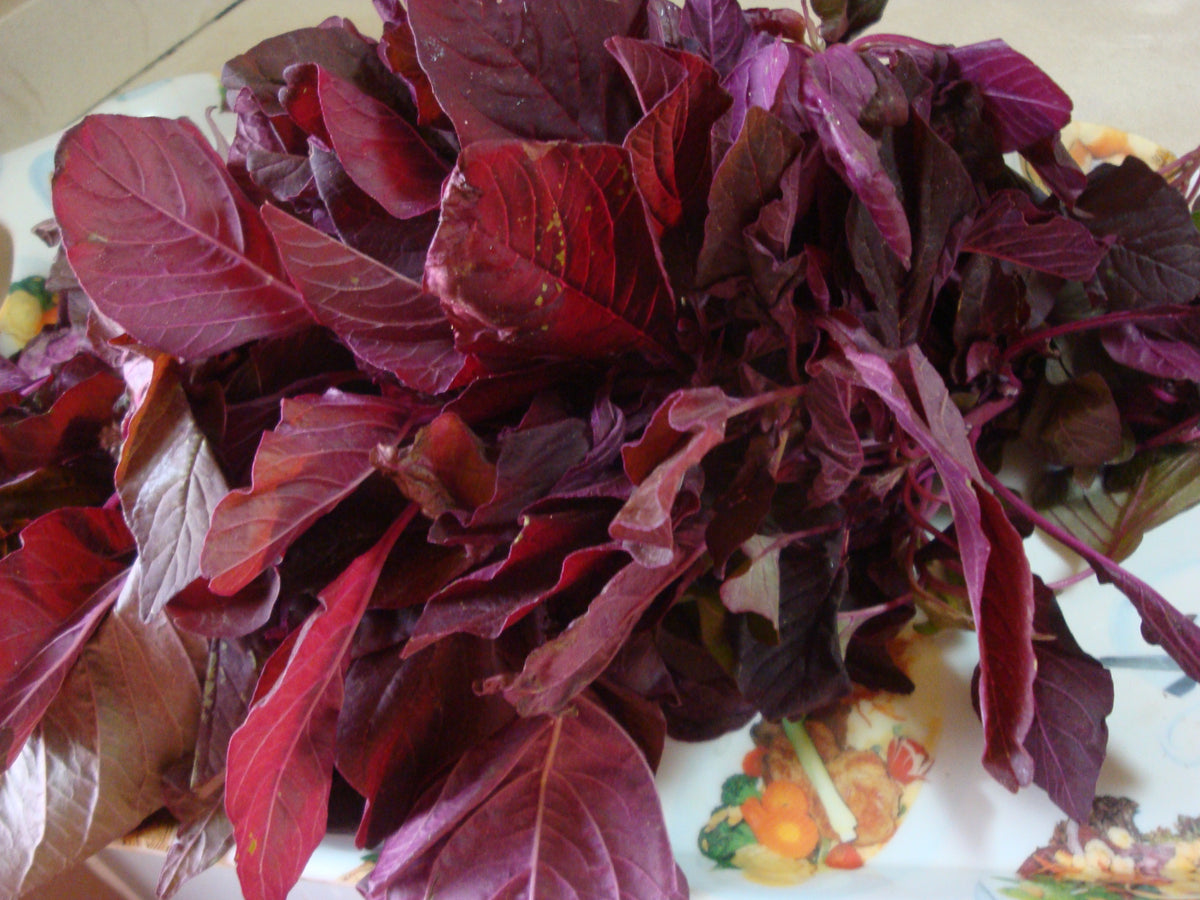 Organic Red Amaranth Leaves – GreenDNA® India