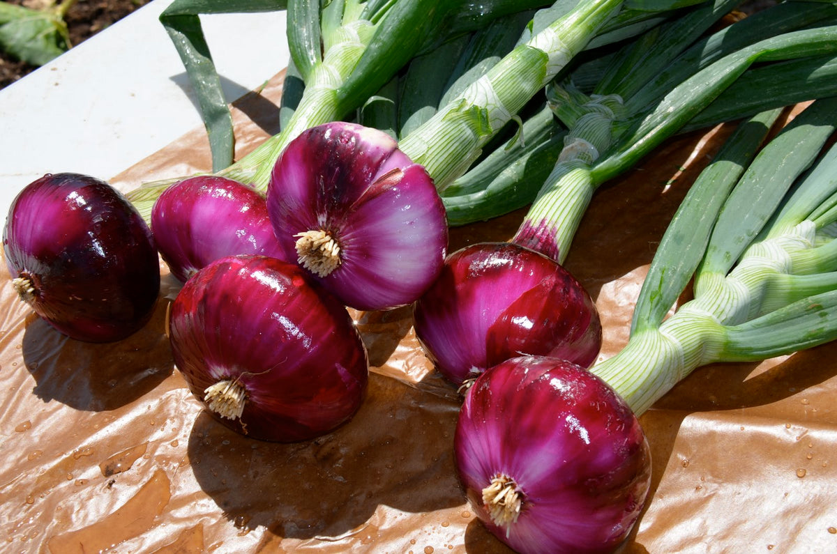 Organic Spring Onion – GreenDNA® India