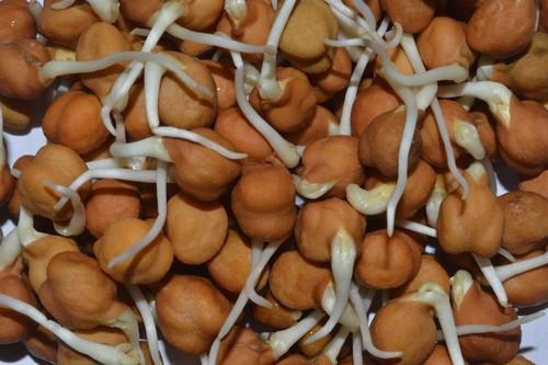 Kala Chana Sprouts