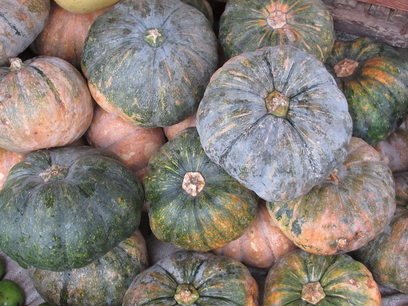 Organic Squash (Disco Pumpkin) – GreenDNA® India